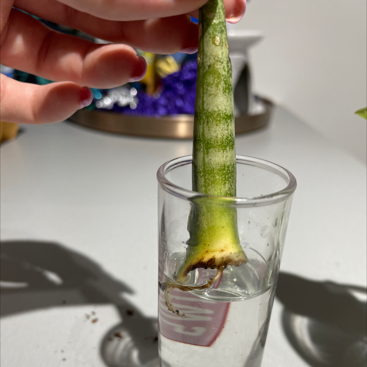 Propagating My Starfish Snake Plant: Step-by-Step Guide