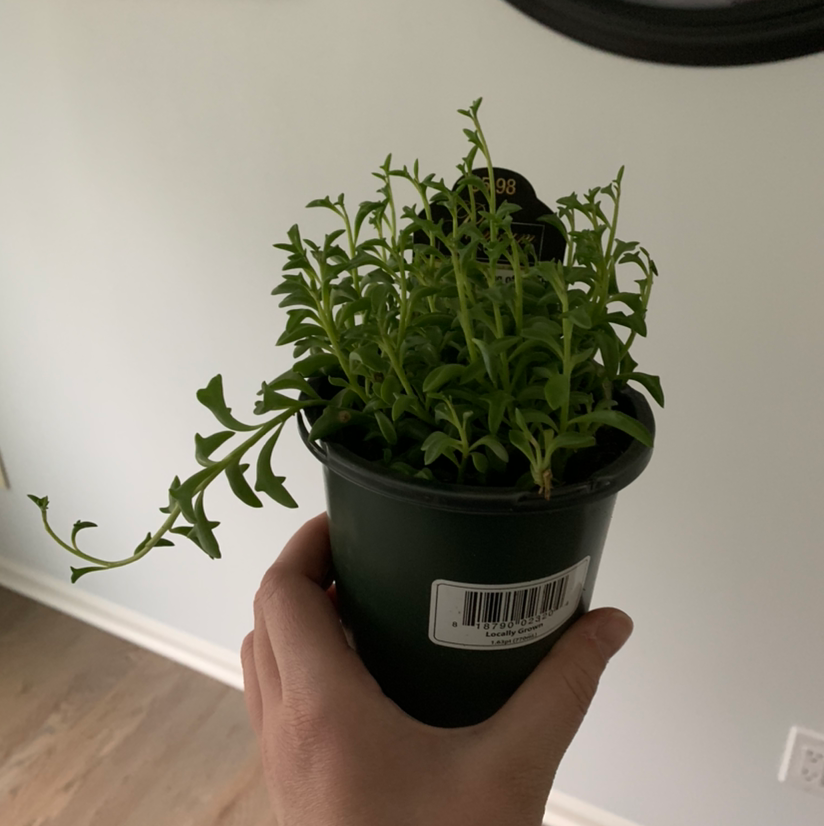 🐬 My String of Dolphins's Light Needs