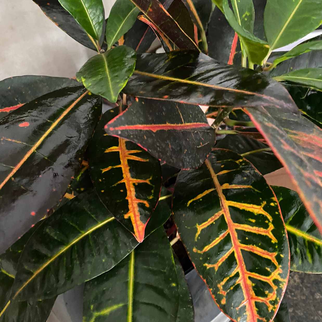 Why Are There Brown Spots on My Oakleaf Croton?