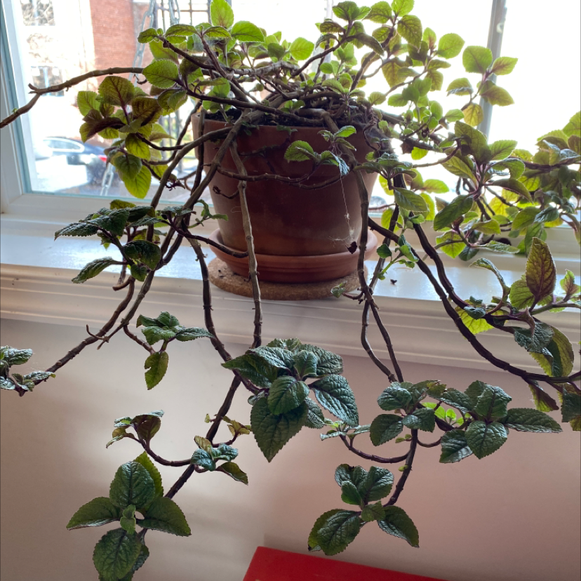 Why Are My Mexican Mint Leaves Curling?