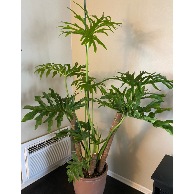 Propagating My Philodendron 'Hope': Step-by-Step Guide