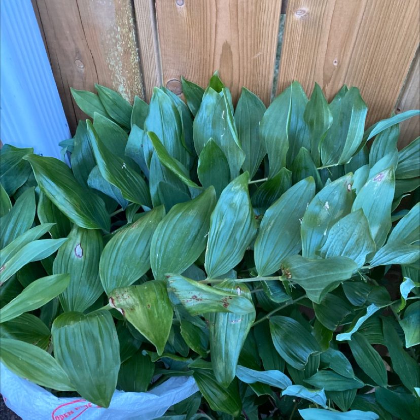 10 Benefits of Having a Angular Solomon's Seal