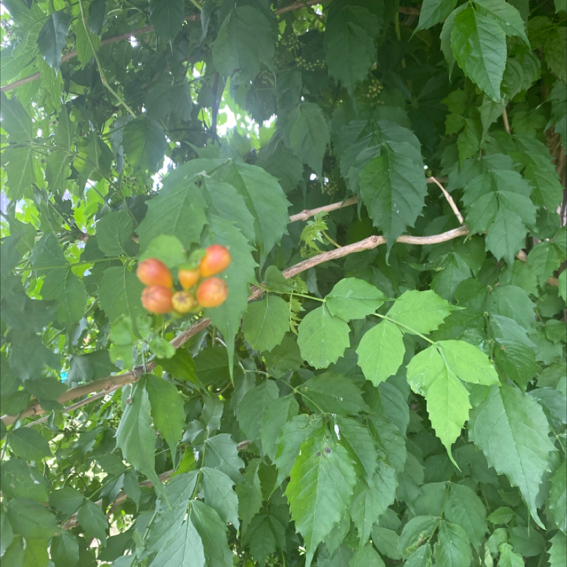 Why Are My Trumpet Vine Leaves Dropping?
