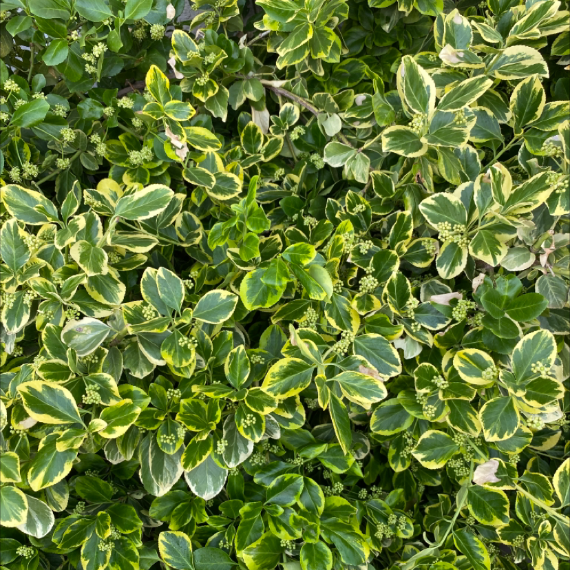 💧 Why Are My Japanese Spindle Leaves Droopy?