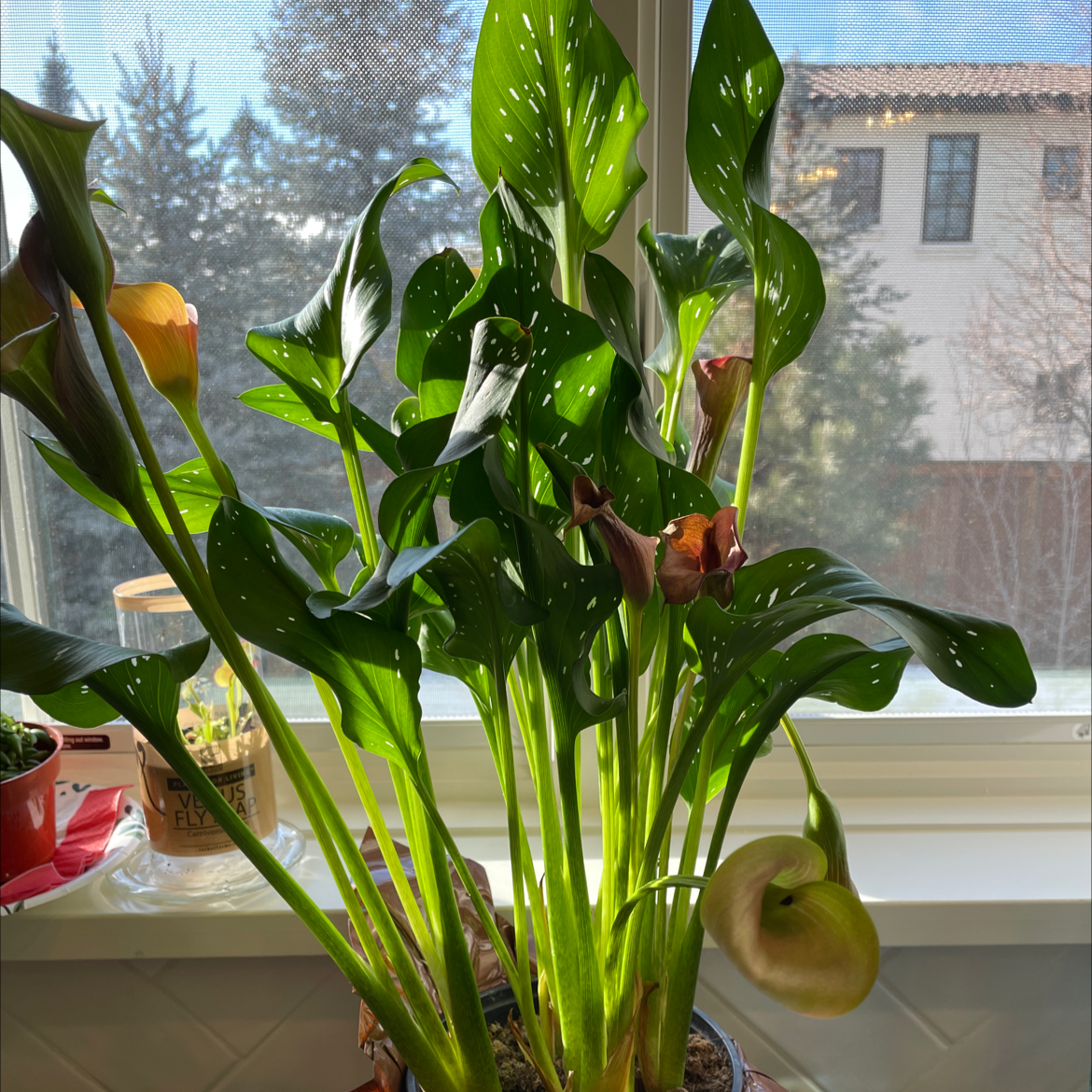 Propagating Your Calla Lily: Step-by-step Guide