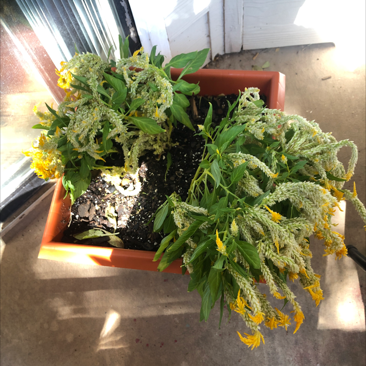 🐓 Propagating My Cockscomb: Step-by-Step Guide