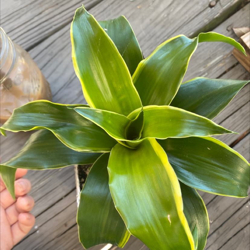 Propagating Your Chain Plant: Step-by-Step Guide