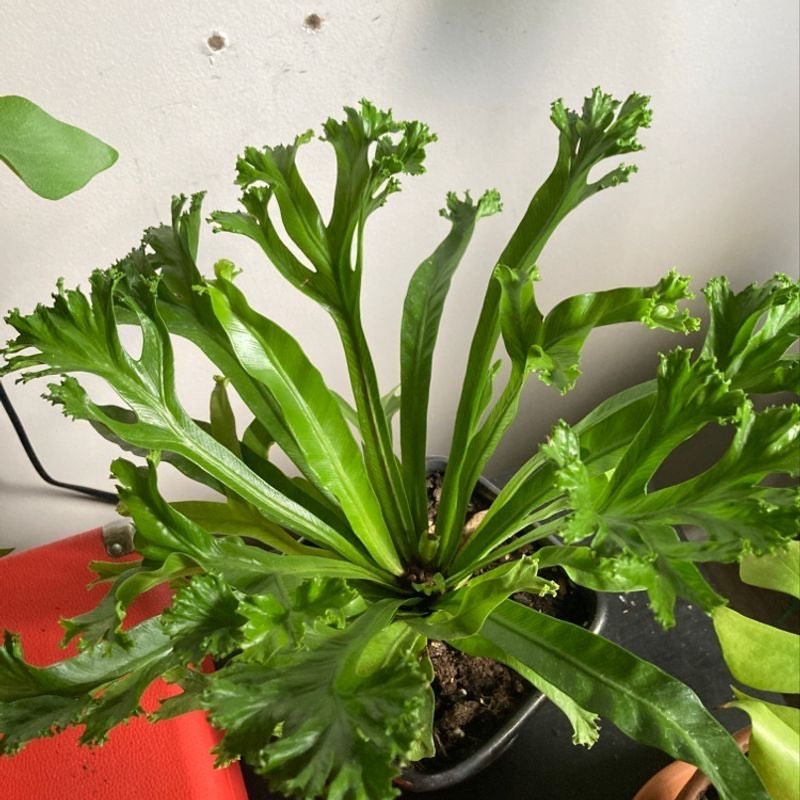 Why Are There Brown Spots on My Crispy Wave Fern Leaves?