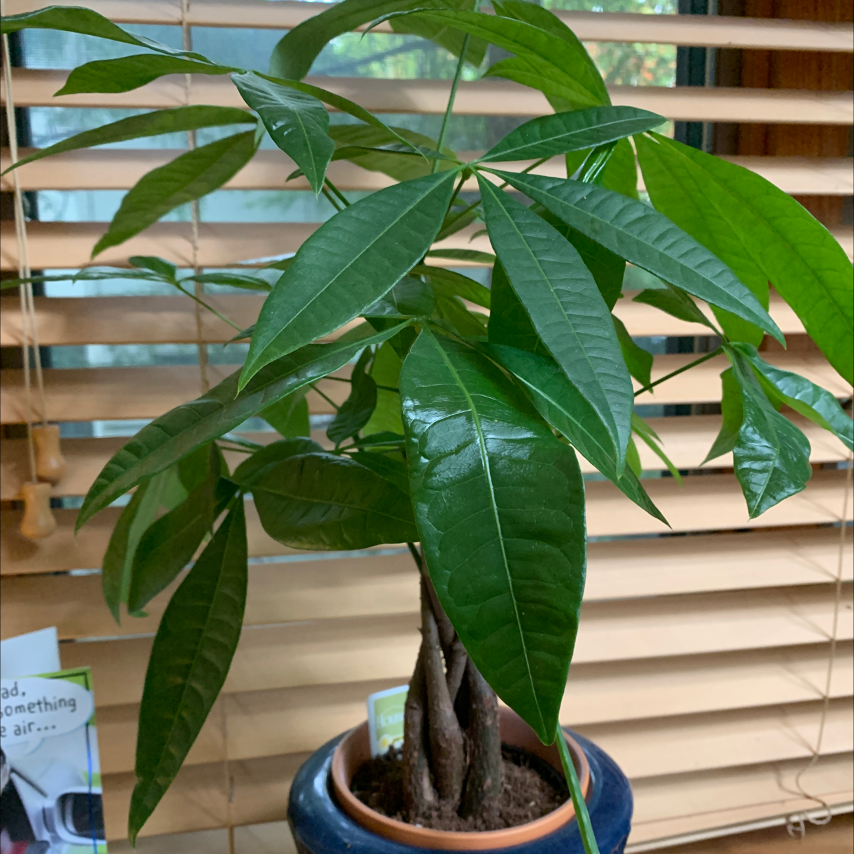 💰 10 Benefits Of Having A Money Tree