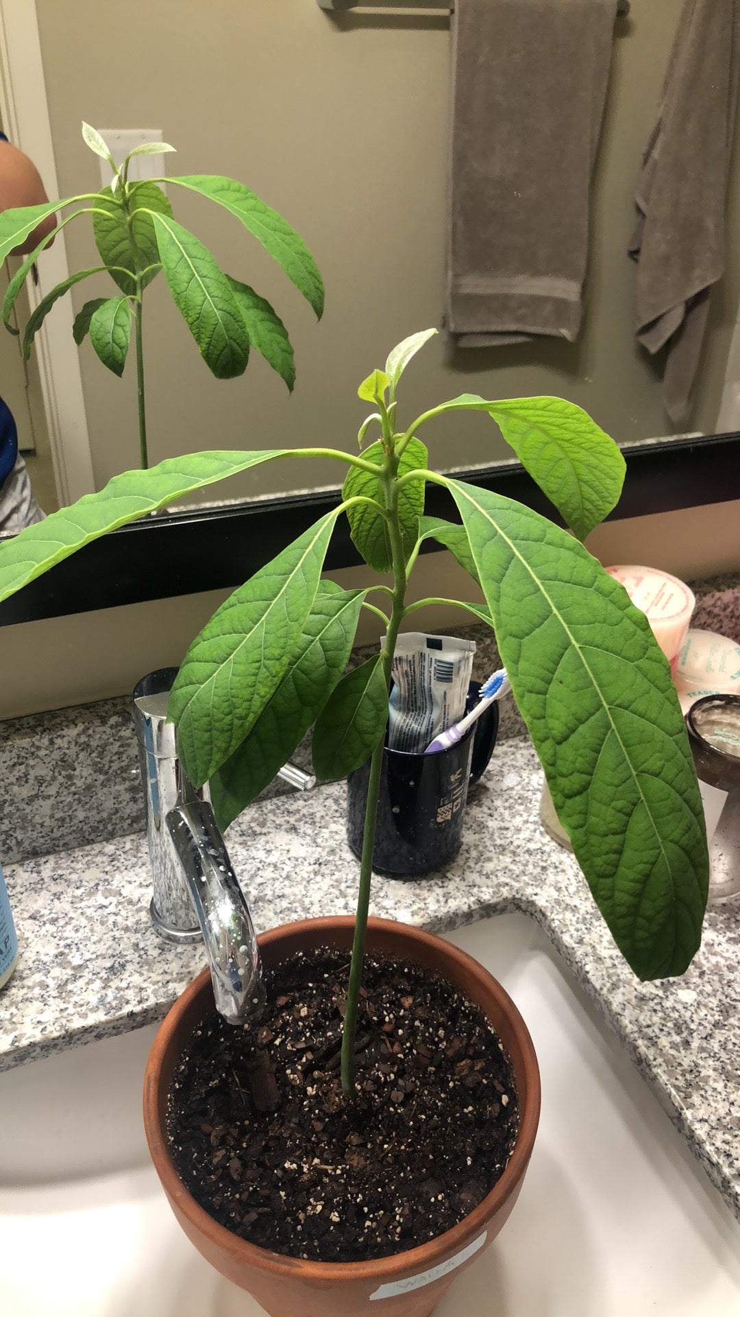 🥑 Best Soil For Avocado