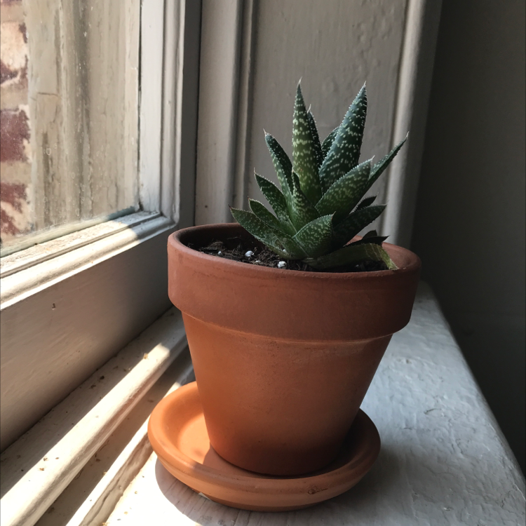 How To Propagate Your 🌵 Zebra Plant