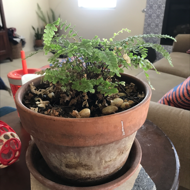 Why Are My Cunningham's Maidenhair Fern Leaves Mushy?