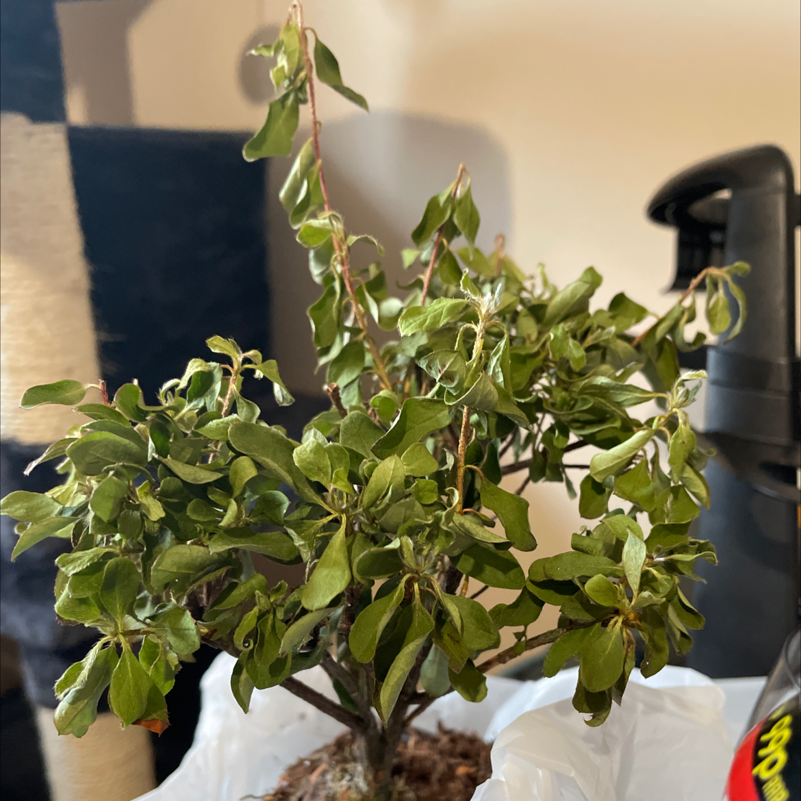 What Are The Bugs on My Chinese Elm? 🐛