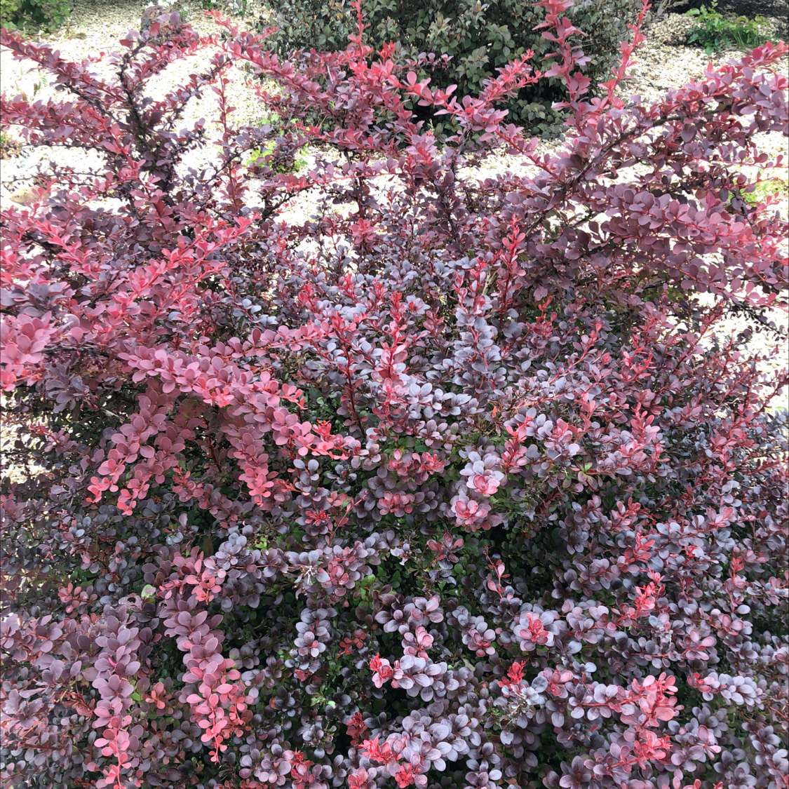 When and Where Should I Trim My Japanese Barberry?