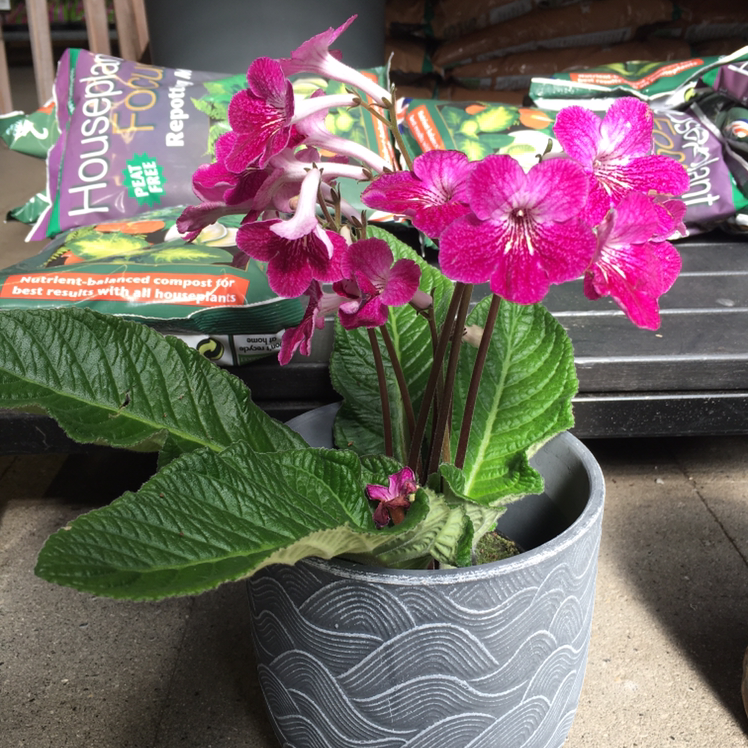 🌸 What Does It Mean When False African Violet Blooms?
