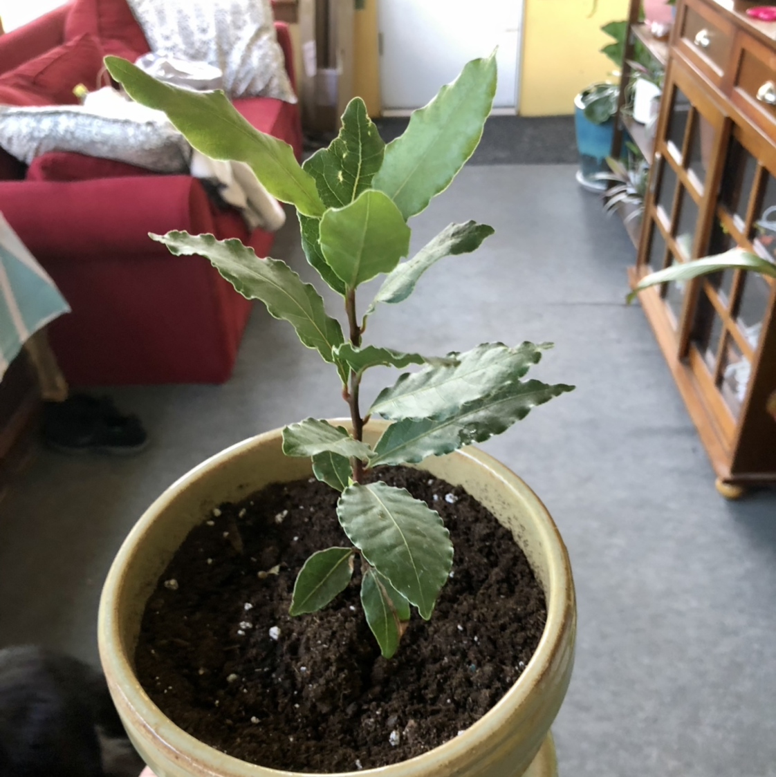 What Does It Mean When Bay Laurel Blooms?