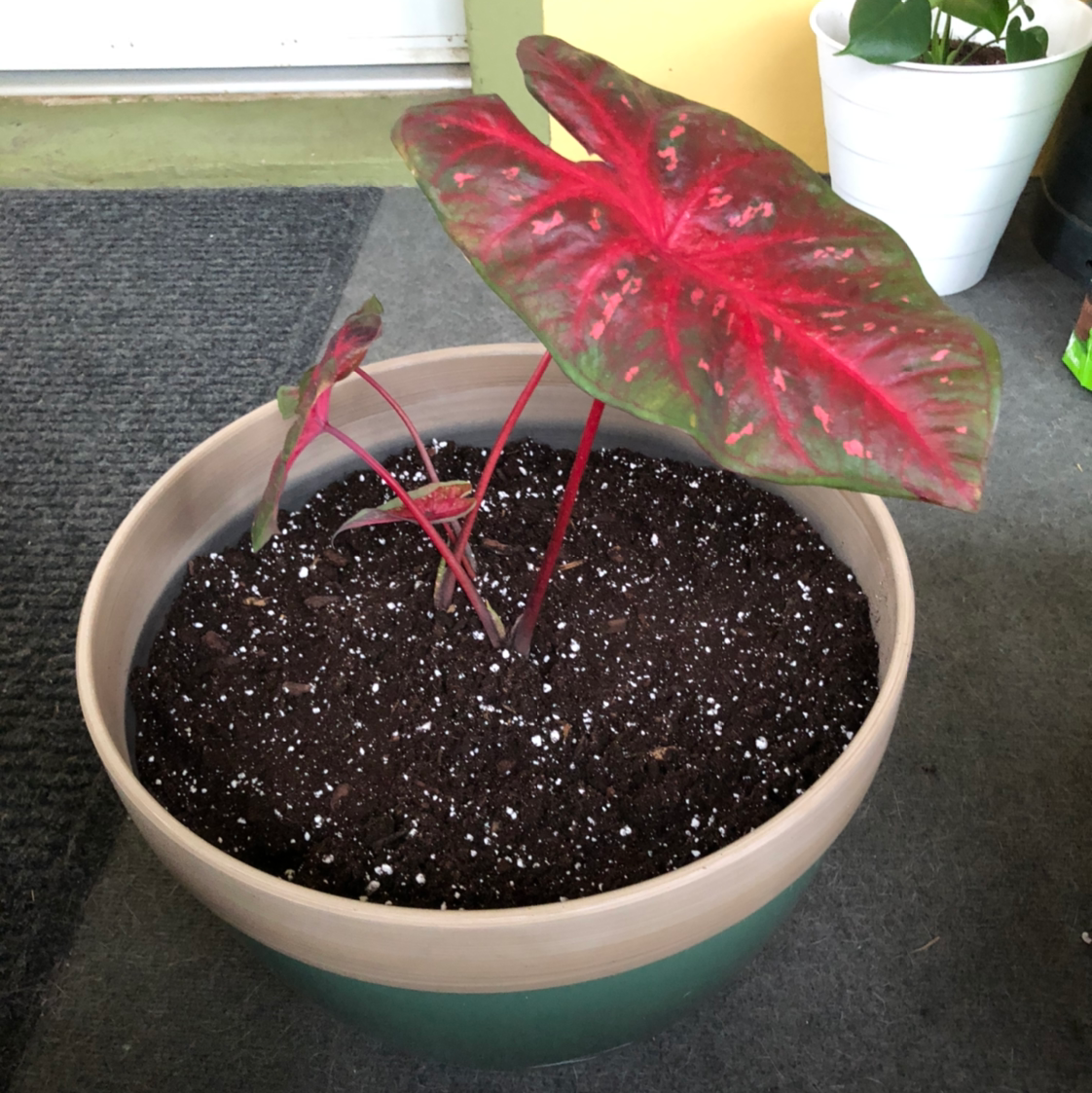 Heart of Jesus Root Rot Solutions