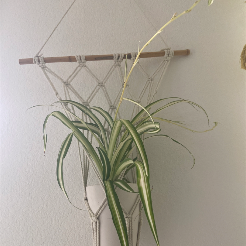 Spidey | A plant by @Dk7 on Greg