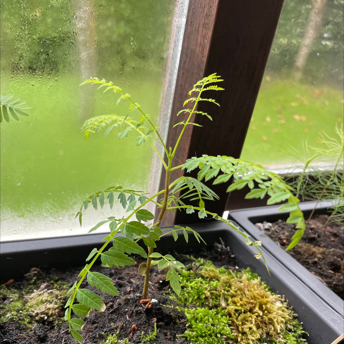 How and When Should I Cut Back My Jacaranda?