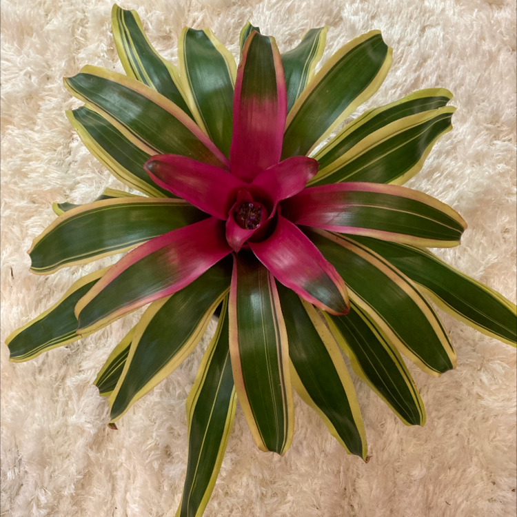 How Can You Tell If A Pineapple Is Dying? 🍍