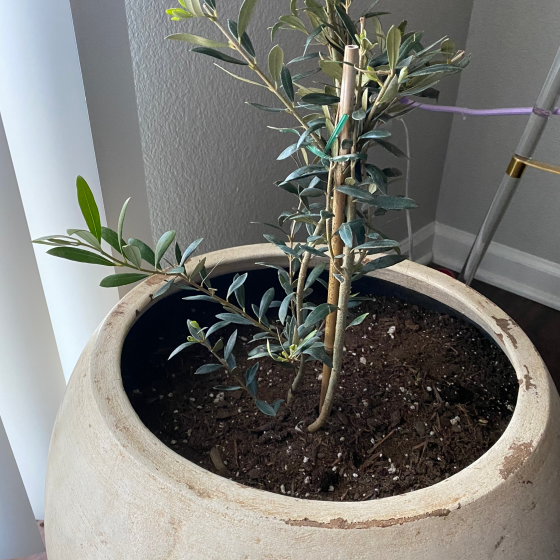 Best Potting Soil Mix For Olive Tree