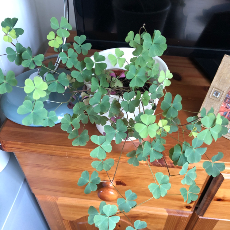 🍋 Why Is My Lemon Clover Not Doing Well?