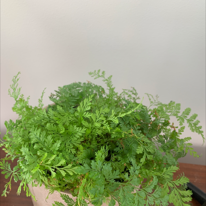 Why Are My Parsley Fern Leaves Mushy? 💧