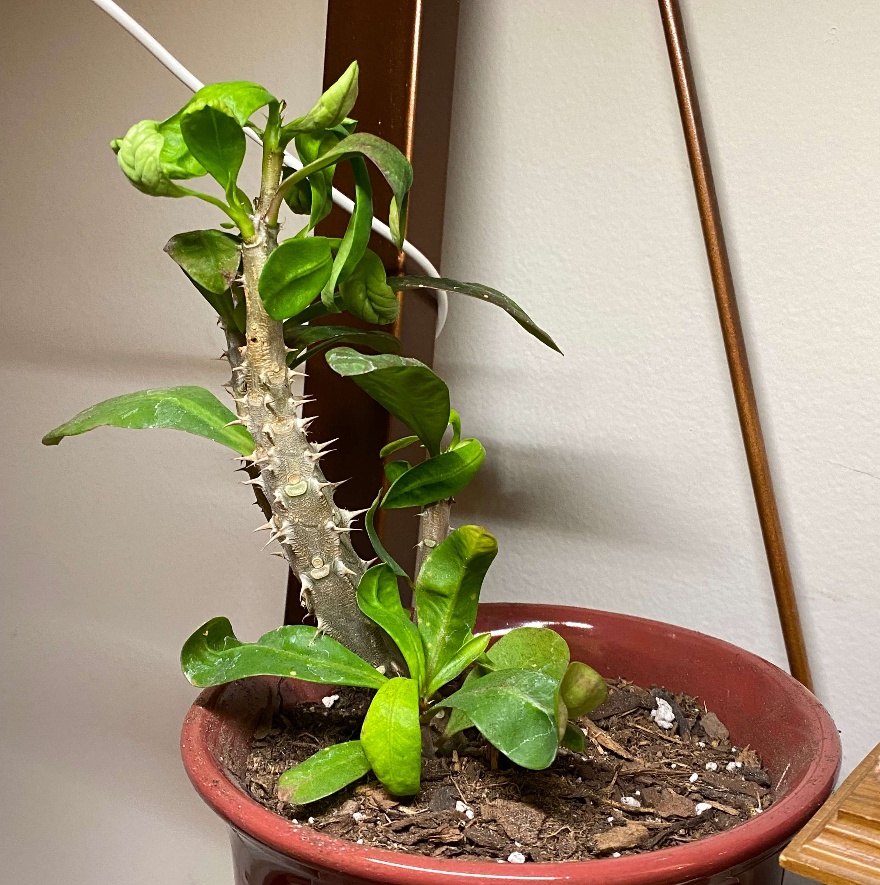 Why Are My Crown Of Thorns Leaves Curling?