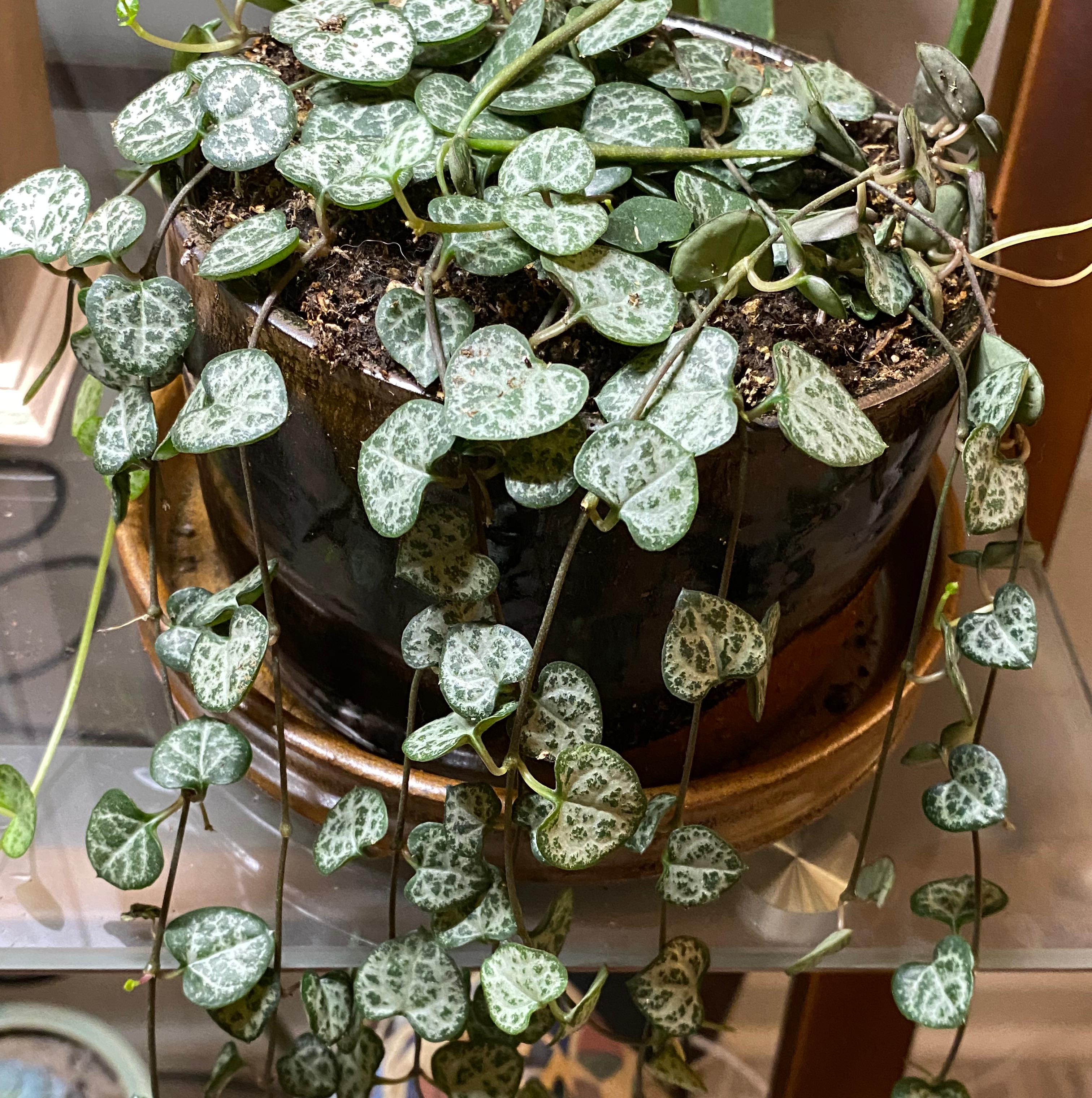 What Is A Good Temperature Range For My String of Spades?