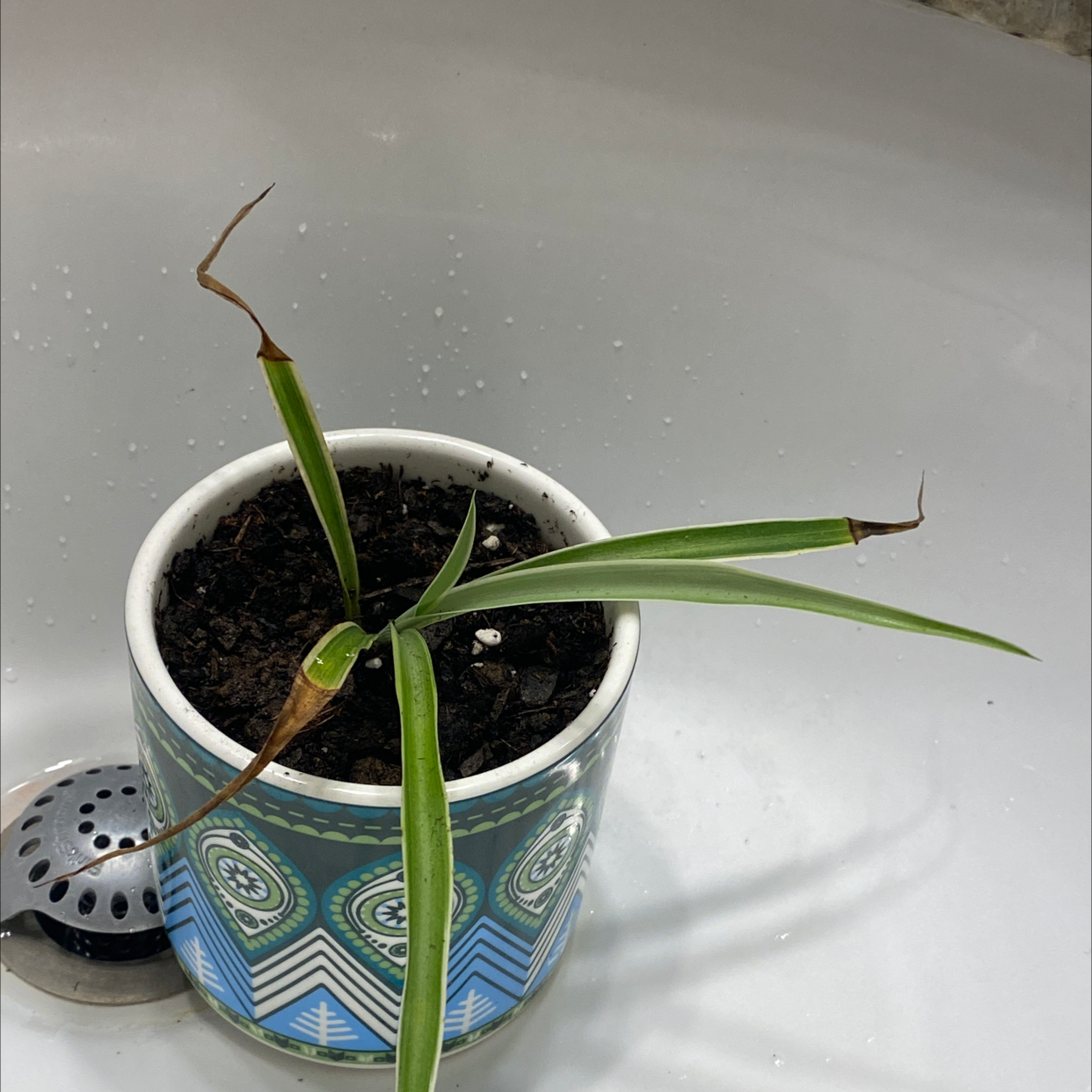 🕷️ Spider Plant Root Rot Solutions