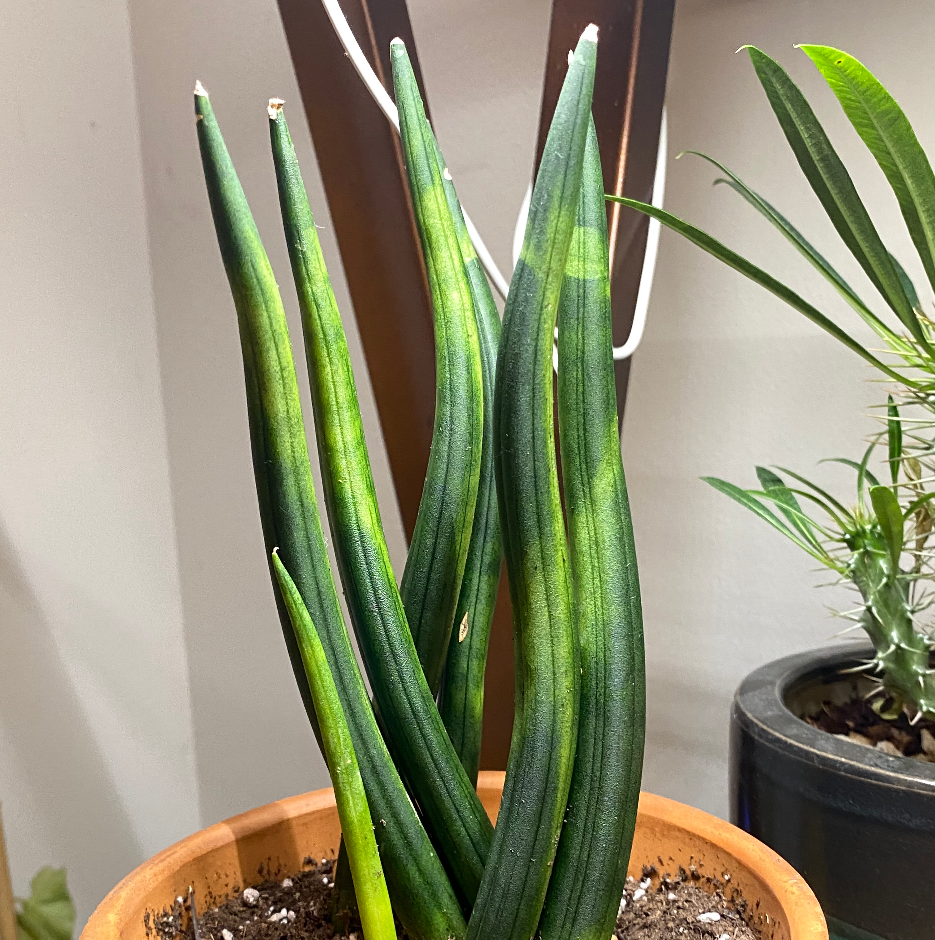 What Do Cylindrical Snake Plant Flowers Mean?