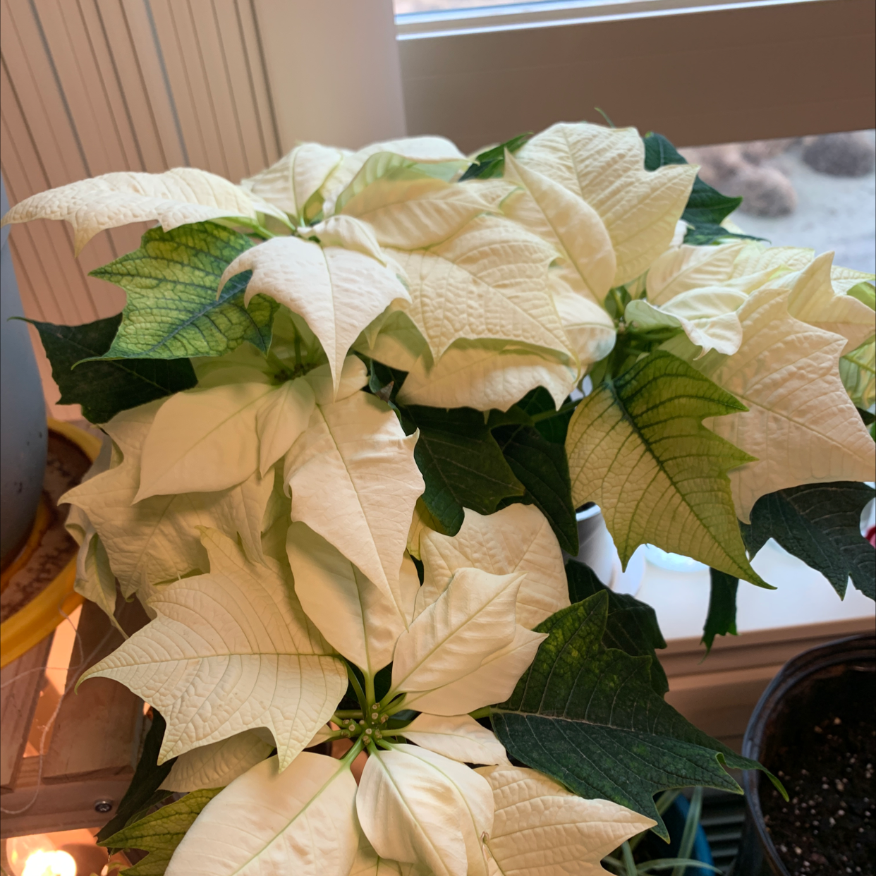 Best Potting Soil Mix For Poinsettia