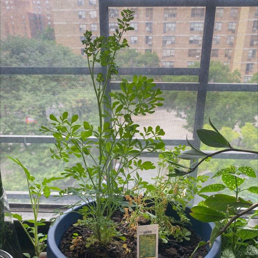 What Do Common Rue Flowers Mean?