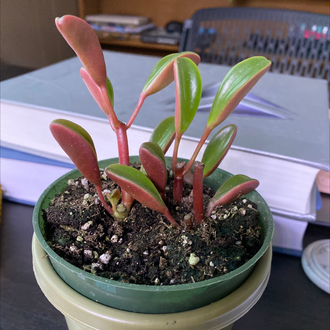 10 Advantages of Having a Peperomia graveolens 'Ruby Glow'