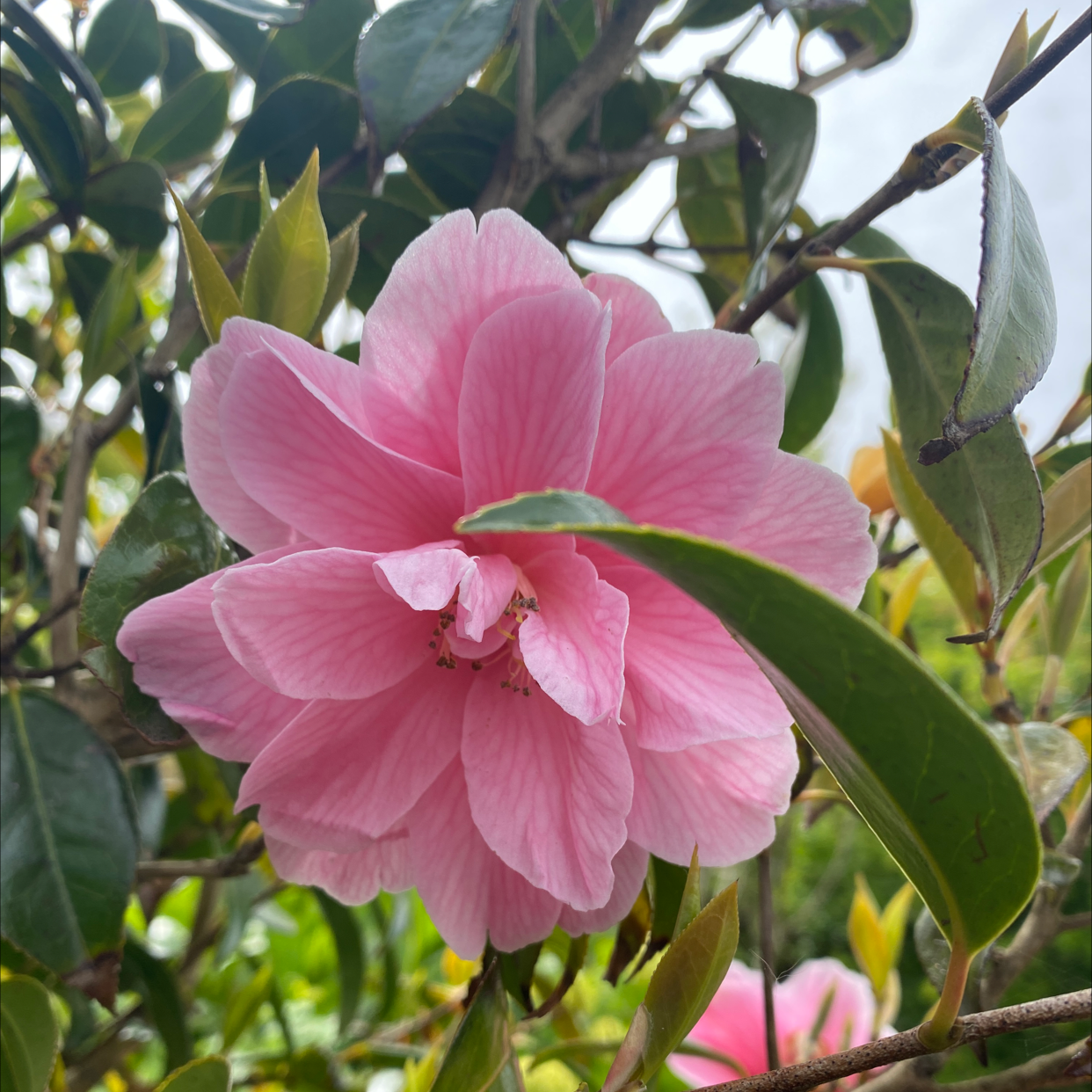 Why Is My Camellia Dropping Leaves?