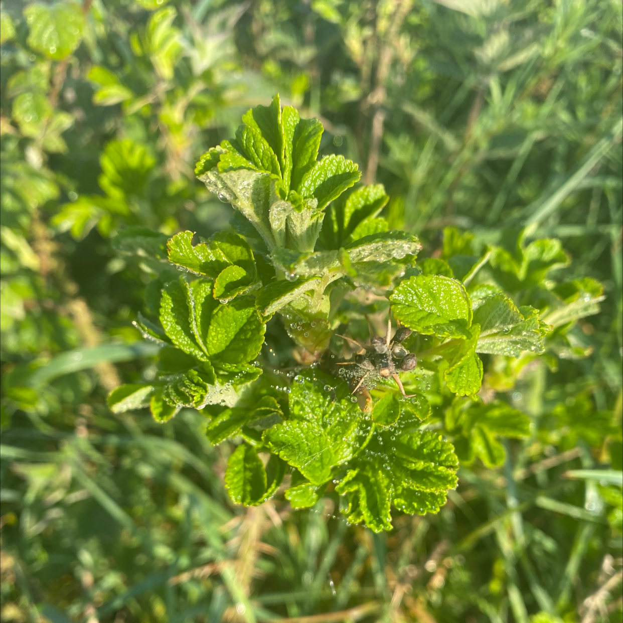 Why Does My Common Mallow Have Yellow Leaves? 🍂