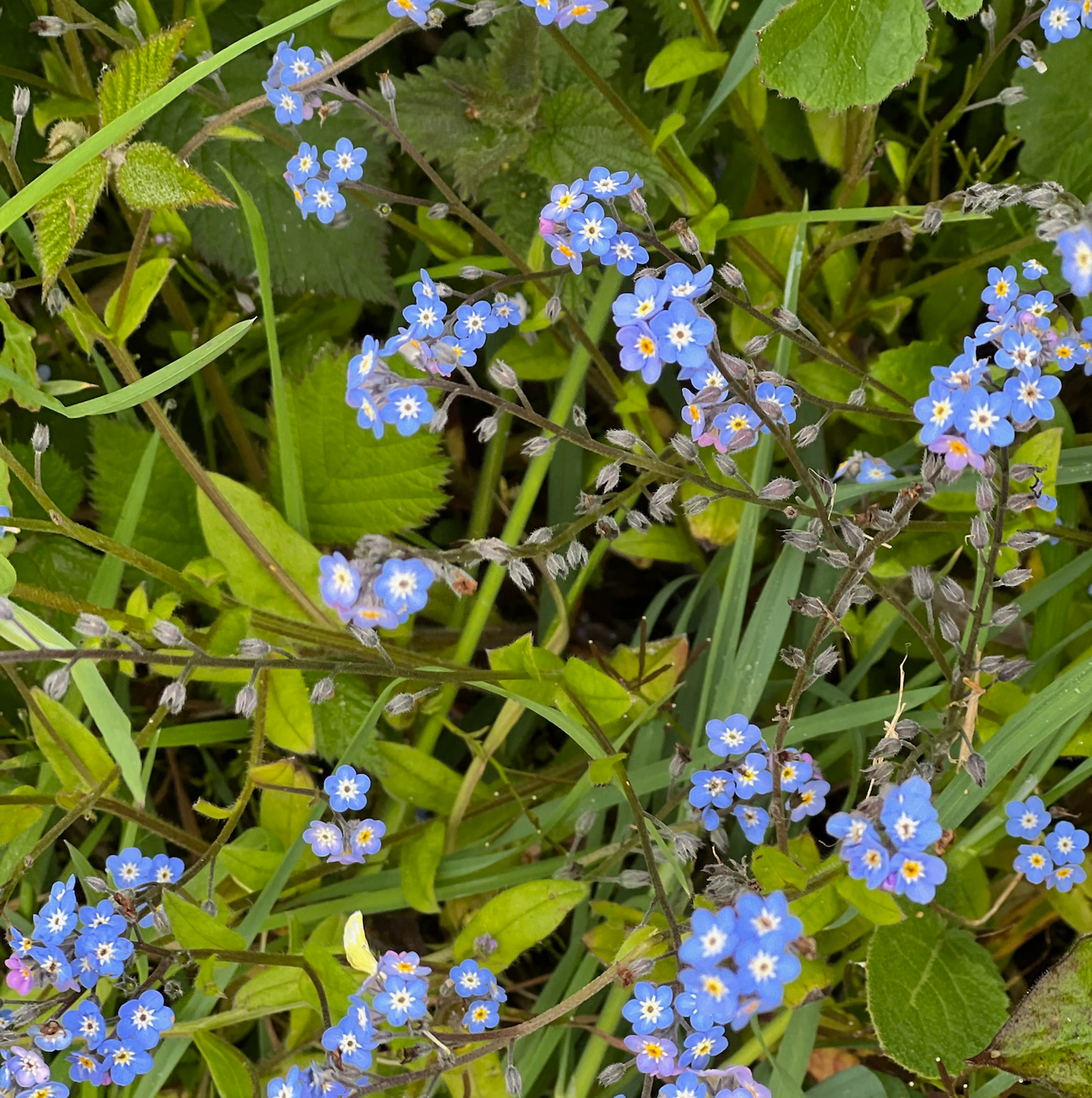What Temperature Does My Alpine forget-me-not Need?