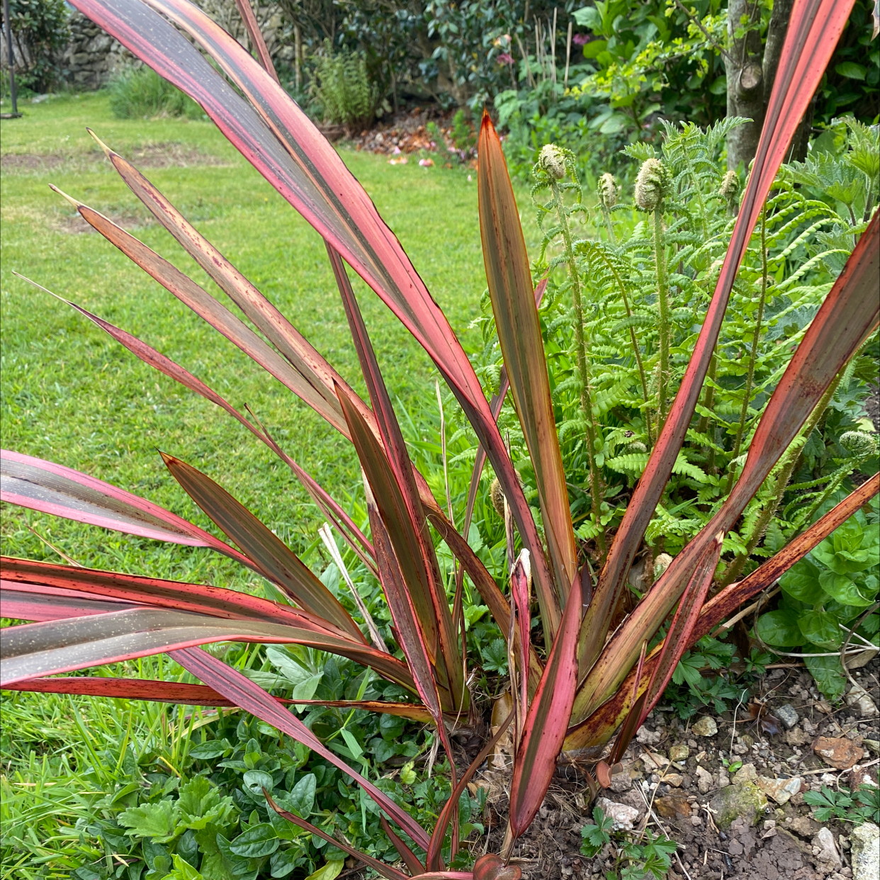 Why Are My New Zealand Flax Leaves Curling?