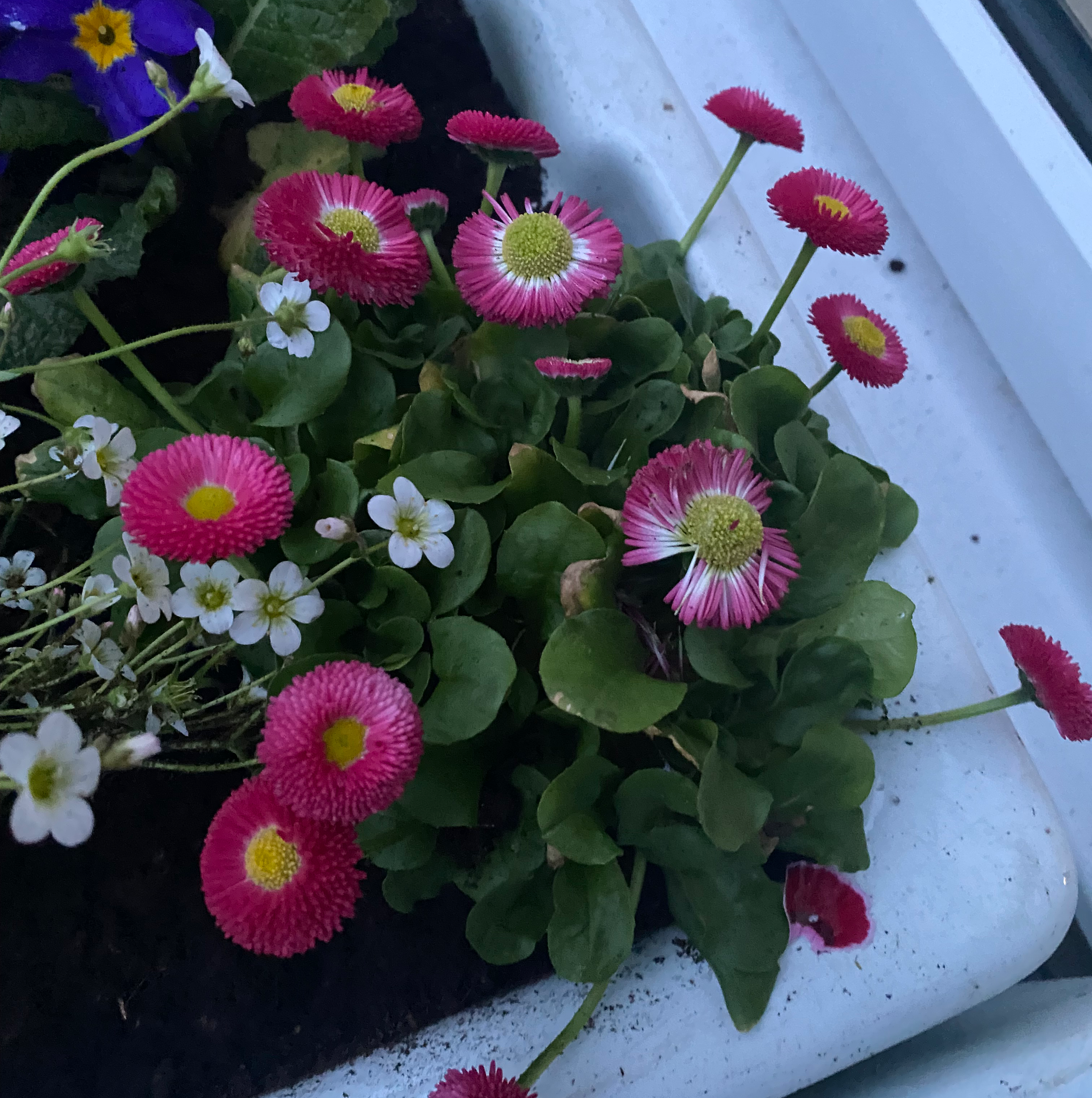 10 Advantages of Having a Daisy