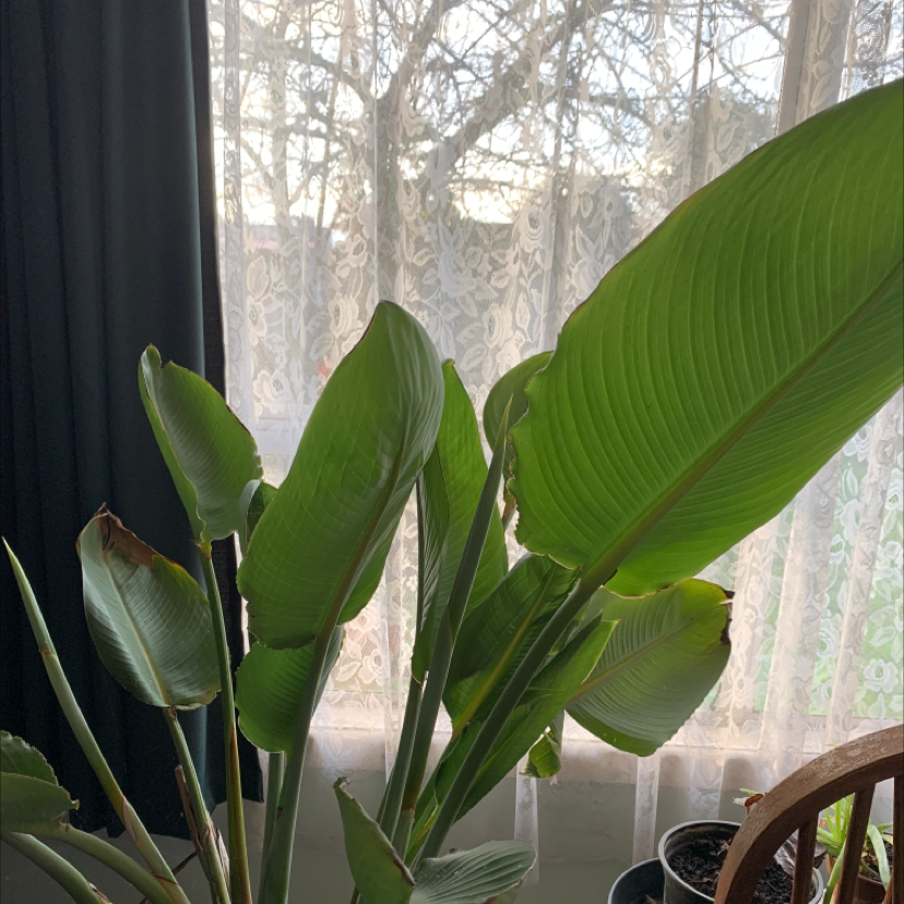 Choosing Fertilizer For My Bird Of Paradise 🐦