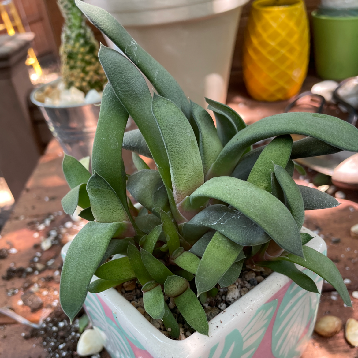 ️ Why Are There Brown Spots on My Propeller Plant?