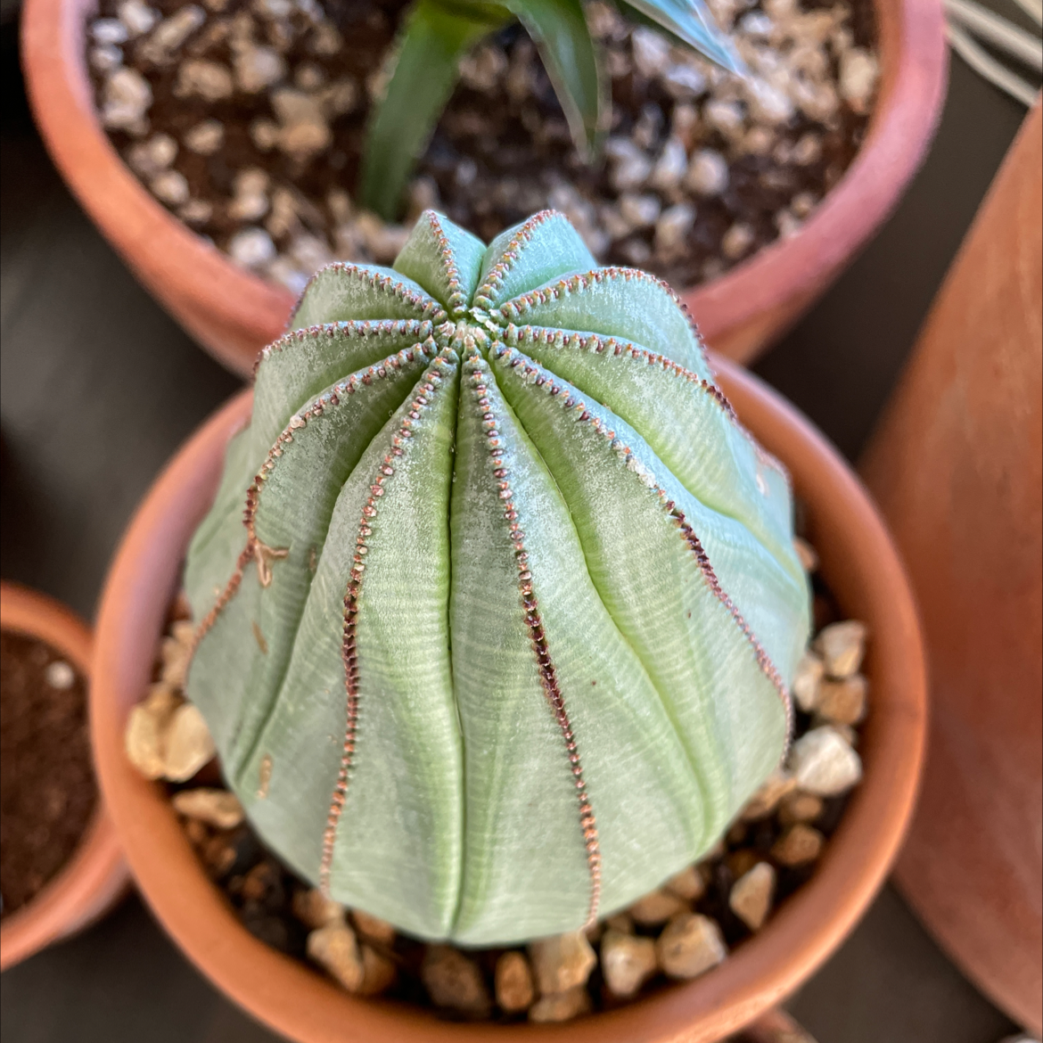 10 Advantages of Having a Bishop's Cap Cactus