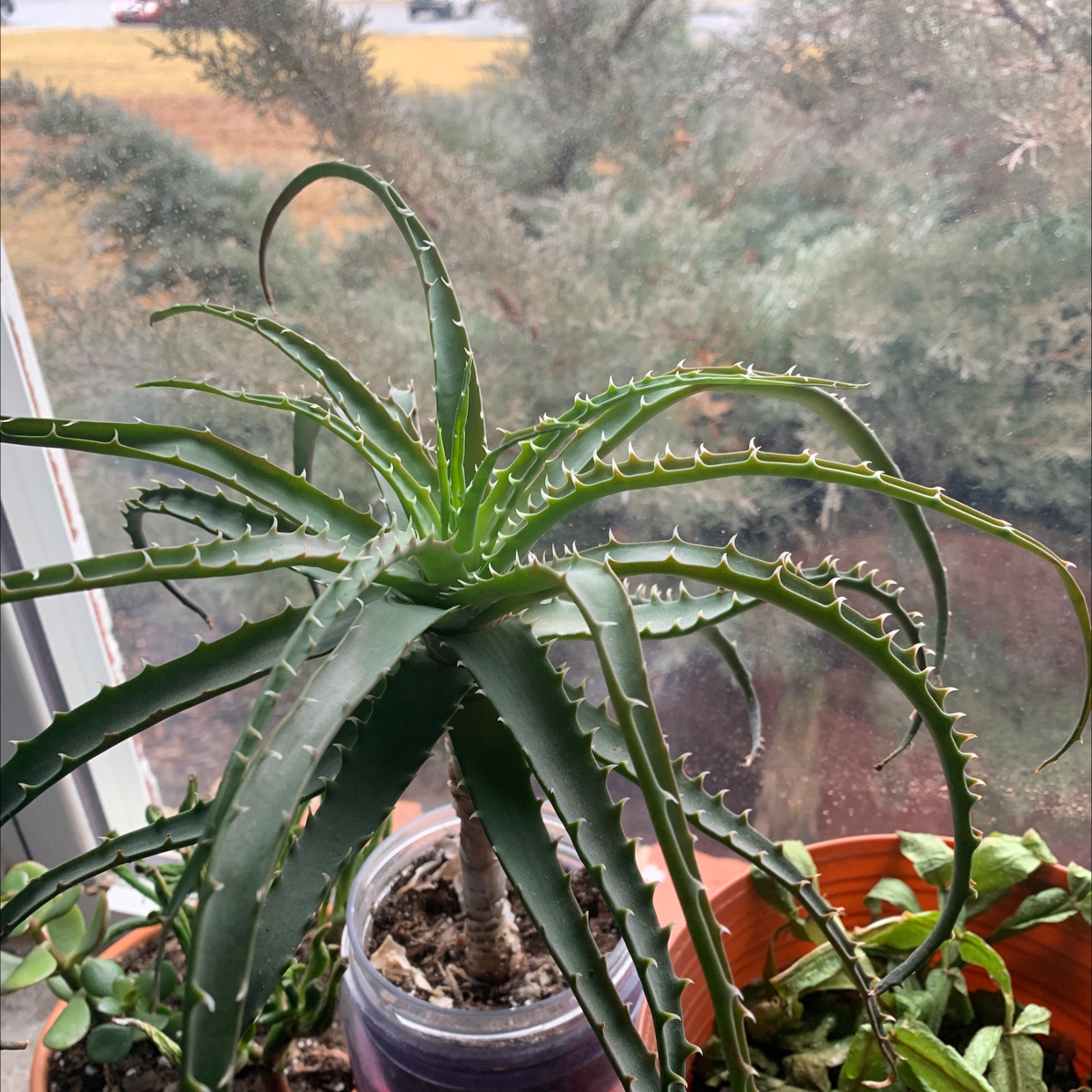 What Do Candelabra Aloe Flowers Mean?
