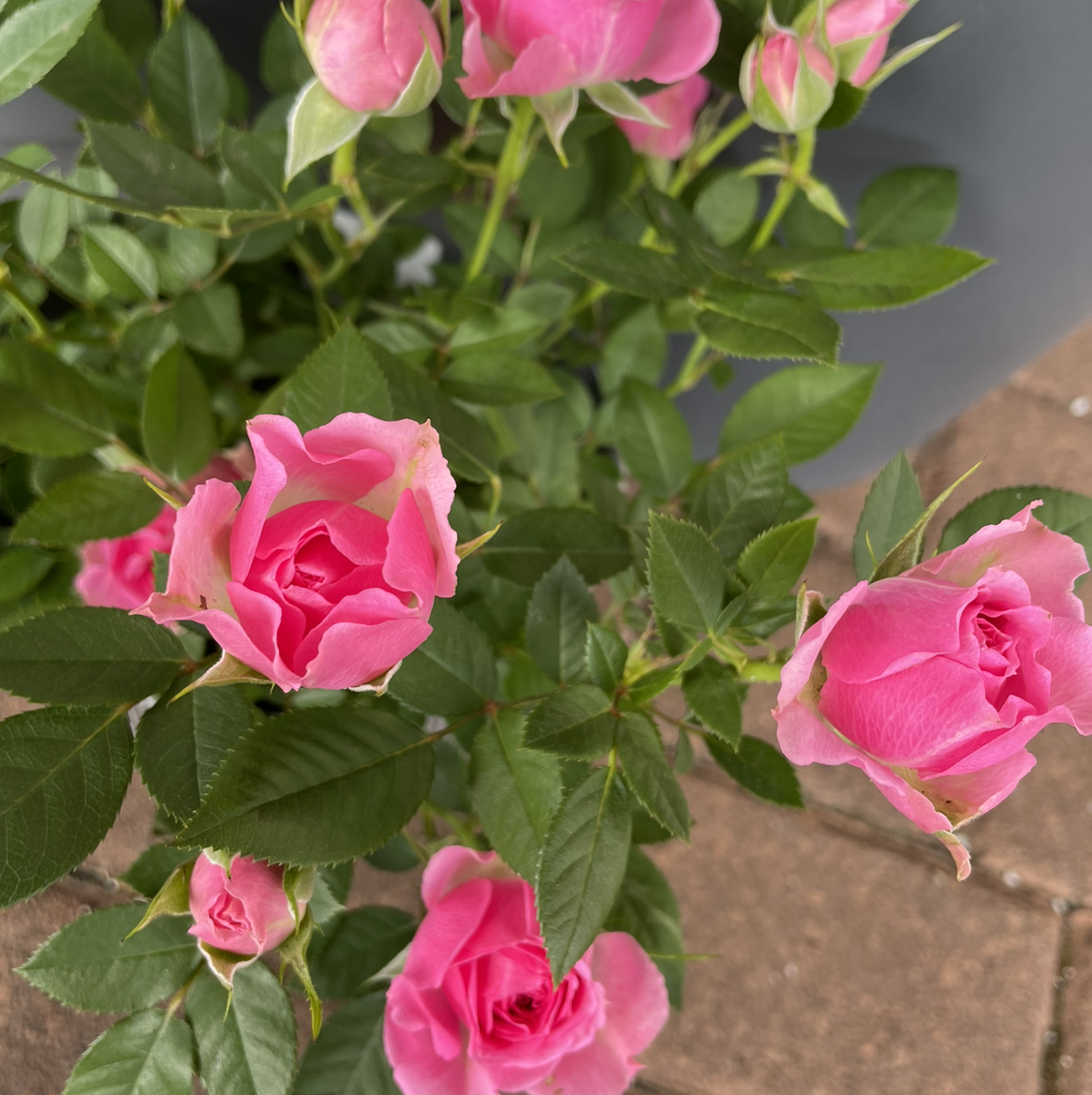 How to Propagate Your Beach Rose