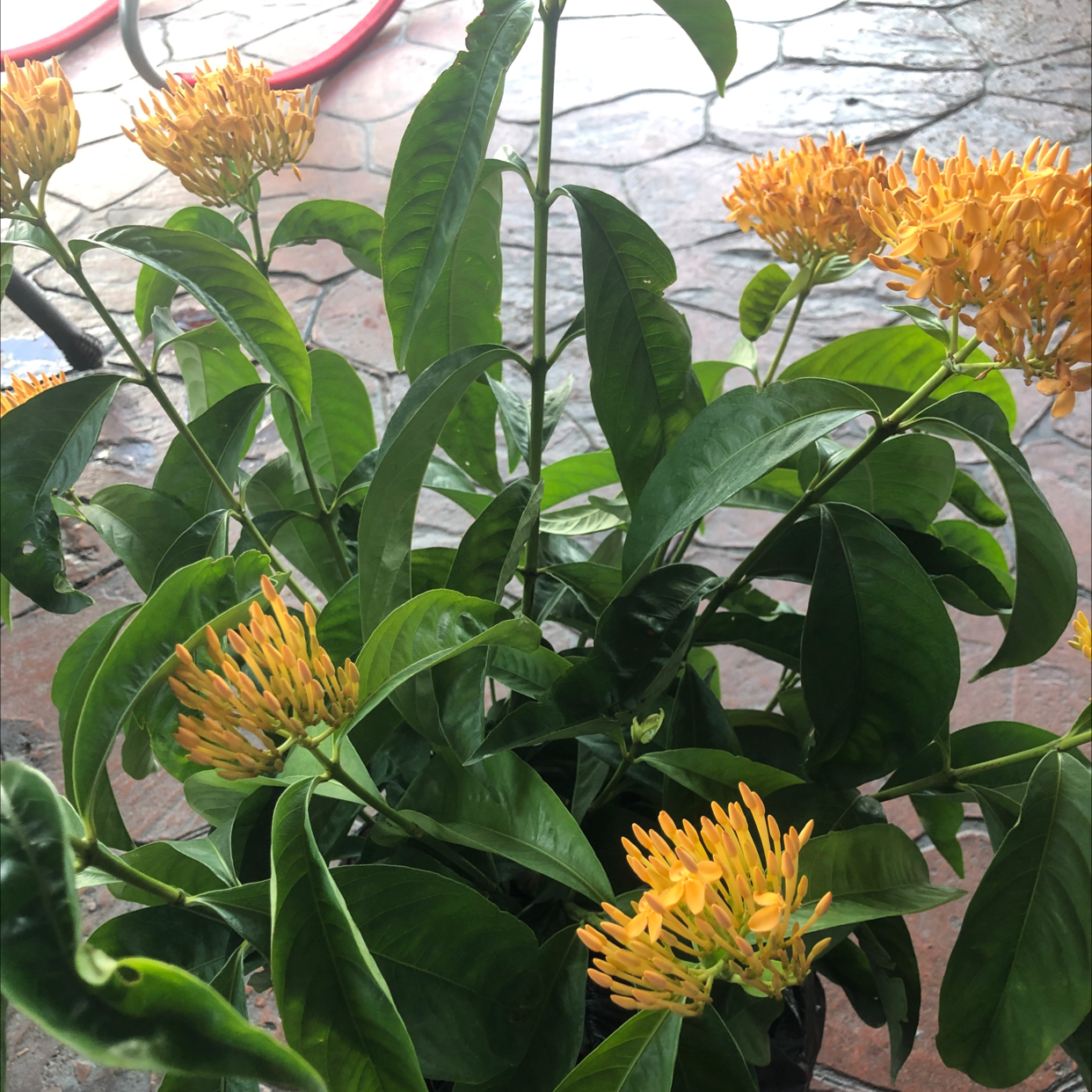 Propagating Your Chinese Ixora: Step-by-Step Guide
