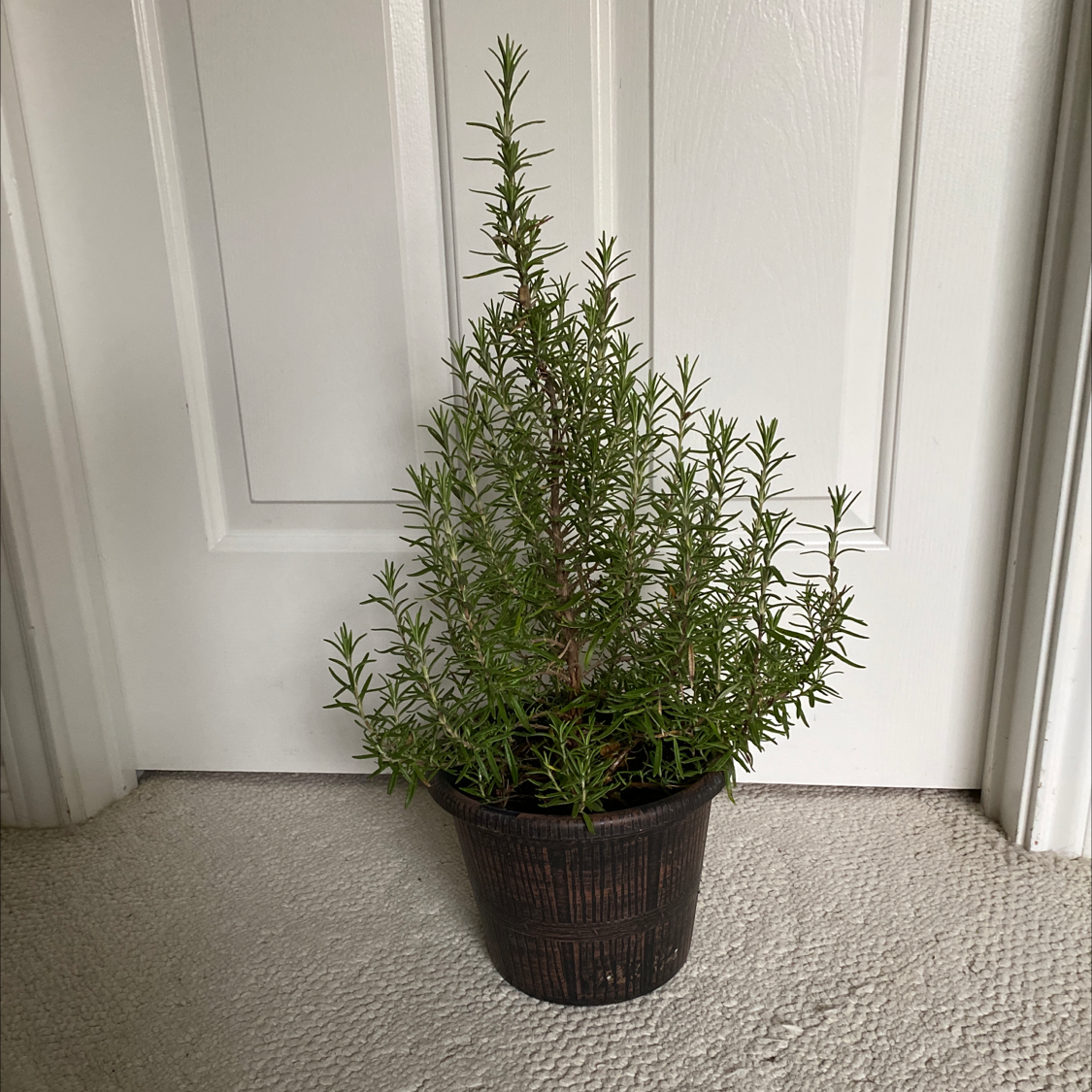 🐛 What To Do About Bugs on My Rosemary?