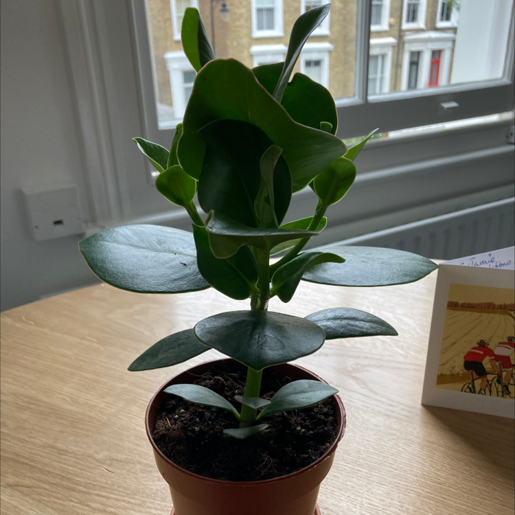 How Much Should I Water My Dwarf Clusia?