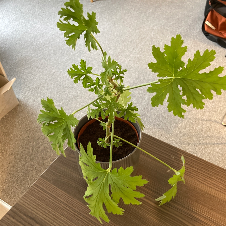 Propagating Your Sweet Scented Geranium: Step-by-Step Guide