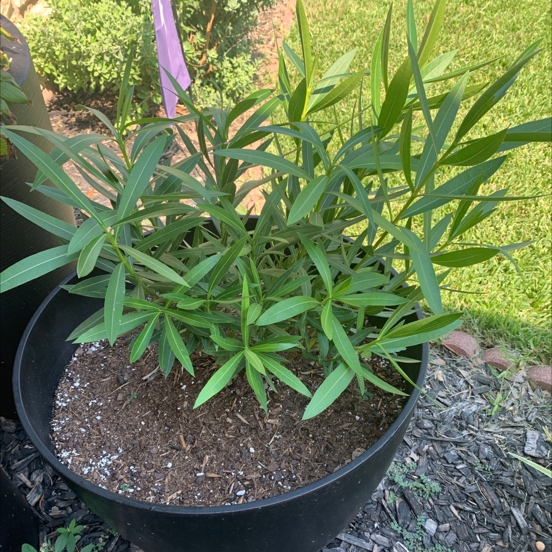 How Do I Propagate My Oleander?