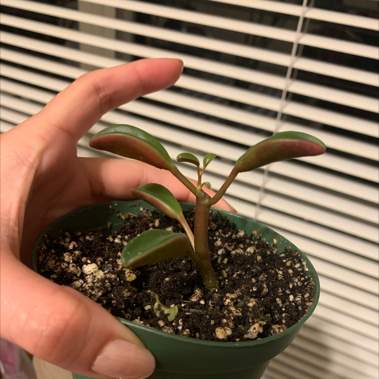 Should I Repot My Peperomia 'Ruby Cascade' And If So, How?